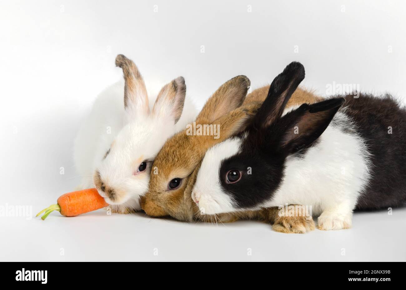 Three cute rabbits with different color and one fresh carrot on white ...
