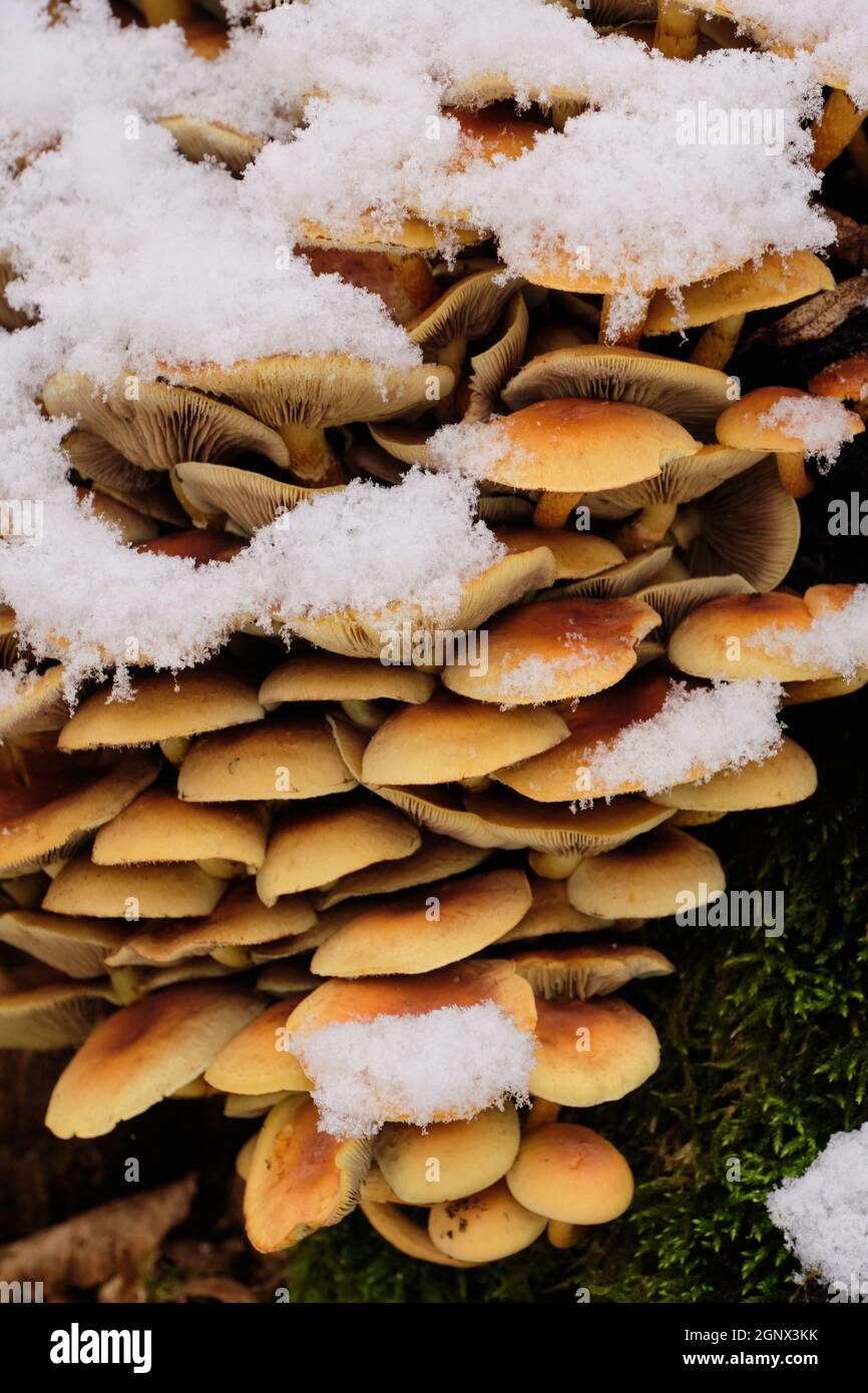 Tree mushroom cluster in fresh snow, Bialowieza Forest, Poland, Europe ...