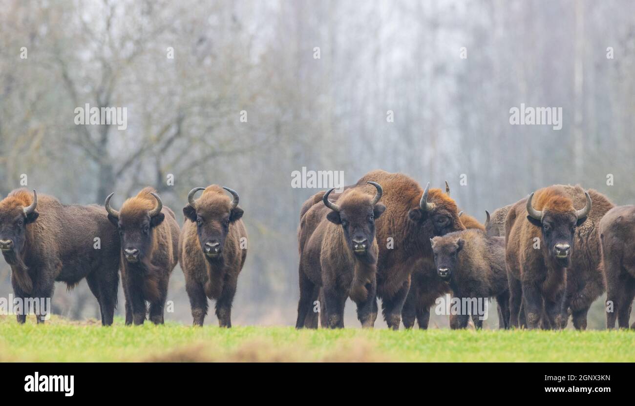 European Bison herd in snowless winter time against pine trees in ...