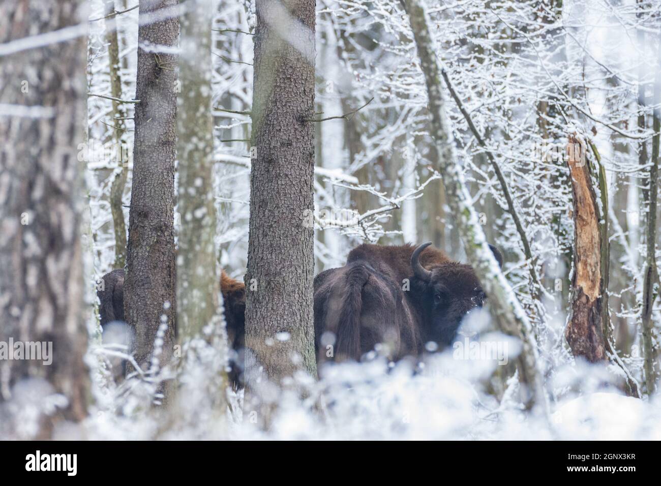 Adult European bison(Bison bonasus) in forest looking backat camera ...