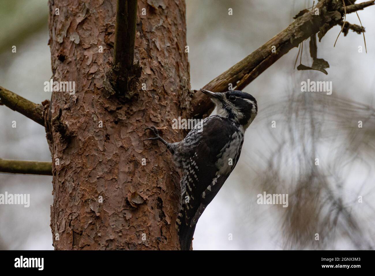 Eurasian Three-toed woodpecker (Picoides tridactylus) on pine tree ...