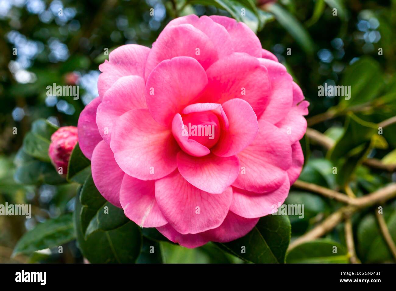 Camellia x Williamsii 'Water Lily' a spring summer shrub plant with a ...