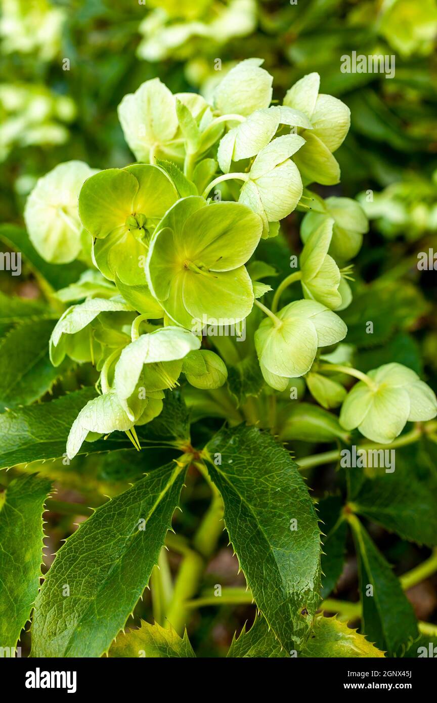 Hellebore january flowering hi-res stock photography and images - Alamy