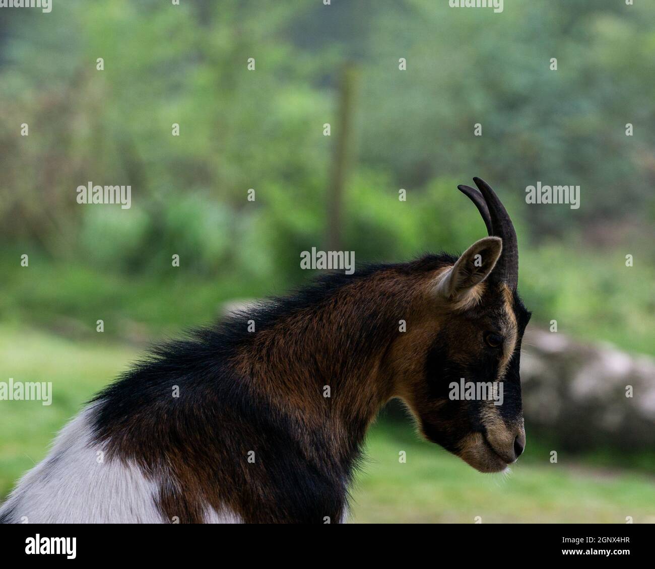 Closeup of the goat. Side view, shallow focus Stock Photo - Alamy