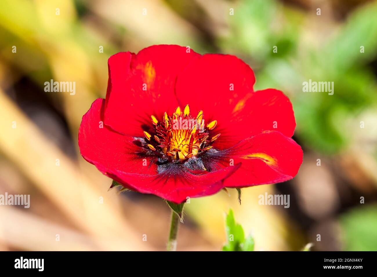 Potentilla 'Flamenco' a red flowered plant known as cinquefoil Stock ...