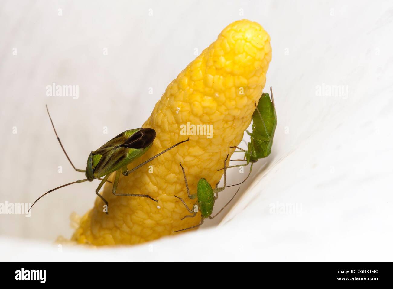 Common Green Capsid with nymph (Lygocoris pabulinus) on an Arum lily ...