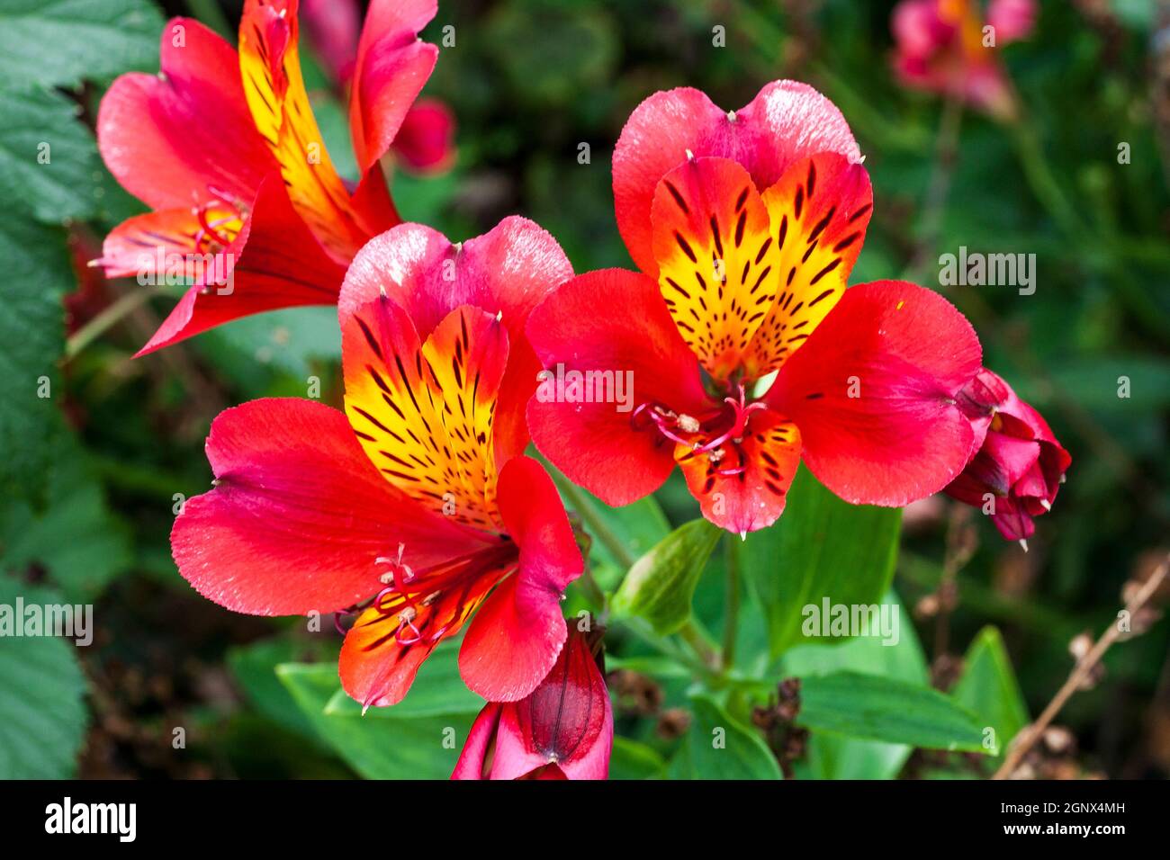Alstroemeria 'Red Beauty' also known as Peruvian Lily Stock Photo - Alamy