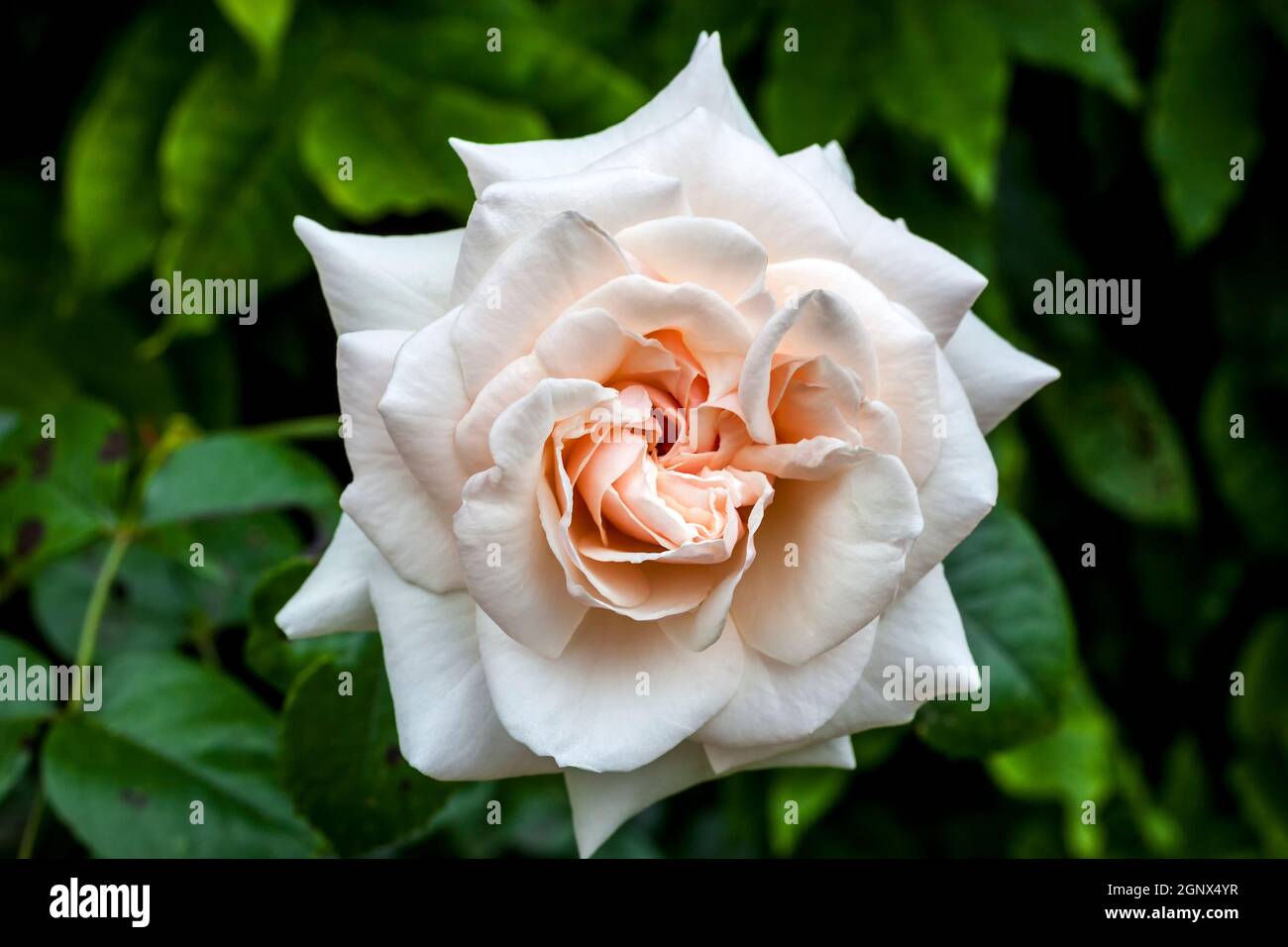 Penny rose hi-res stock photography and images - Alamy