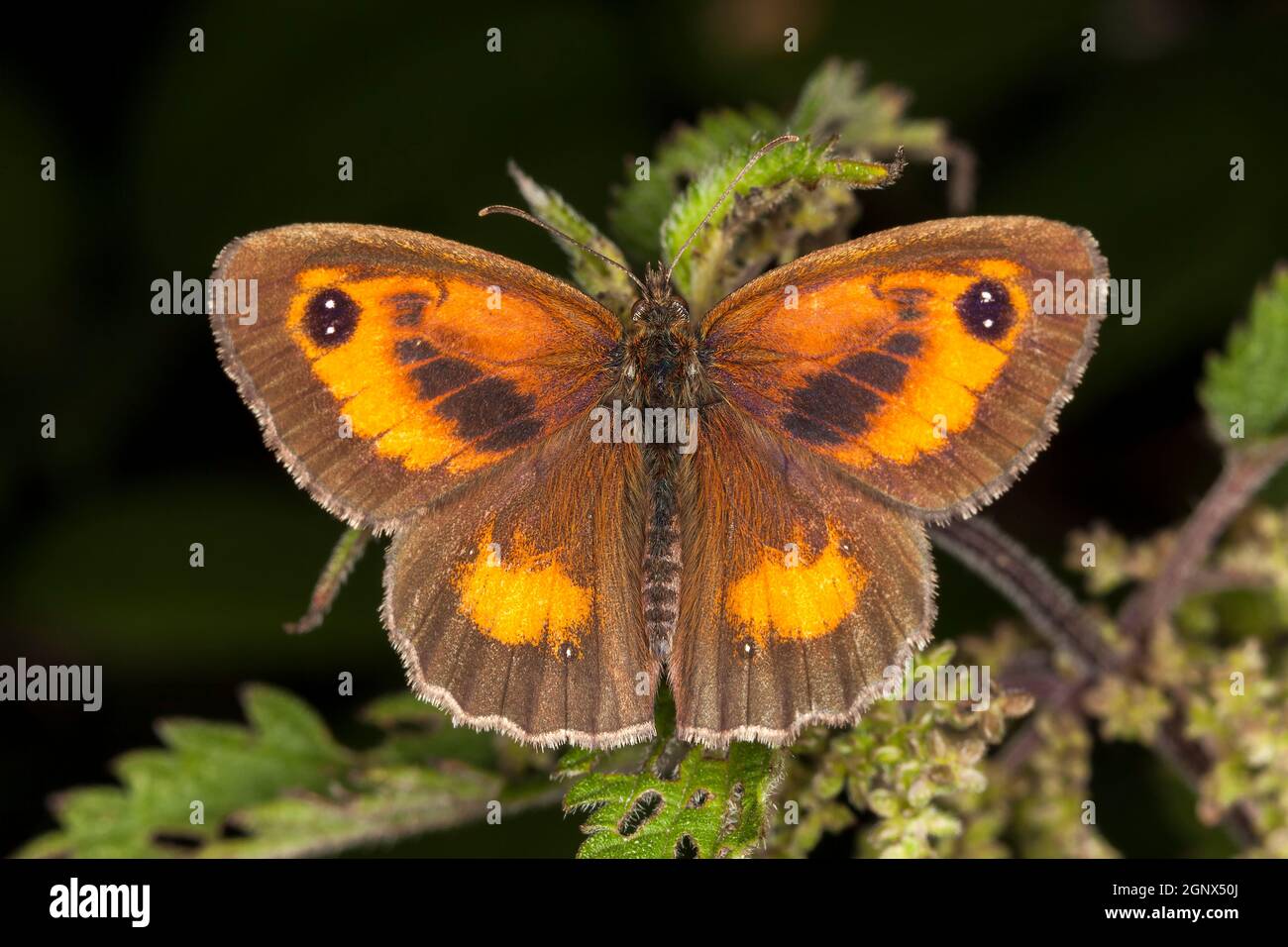 Gatekeeper Butterfly (Pyronia tithonus) commonly known as Hedge Brown ...