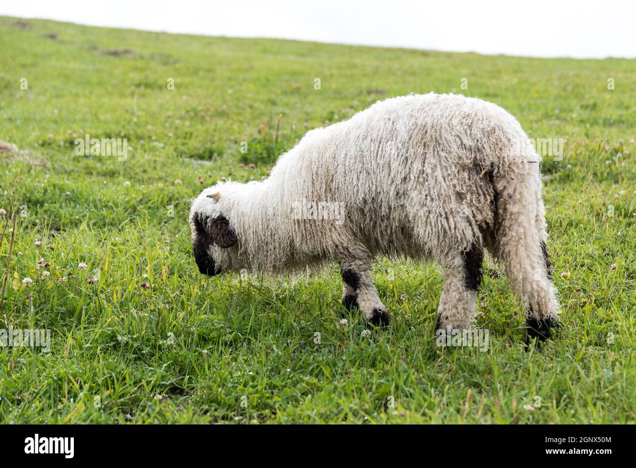 Walliser black nosed sheep hi-res stock photography and images - Alamy
