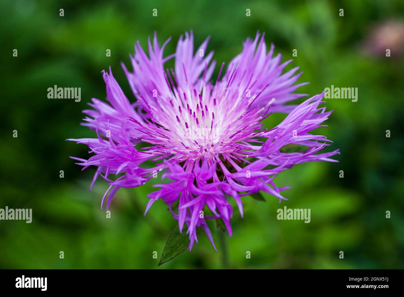 Centaurea dealbata an herbaceous pink perennial summer autumn flower ...