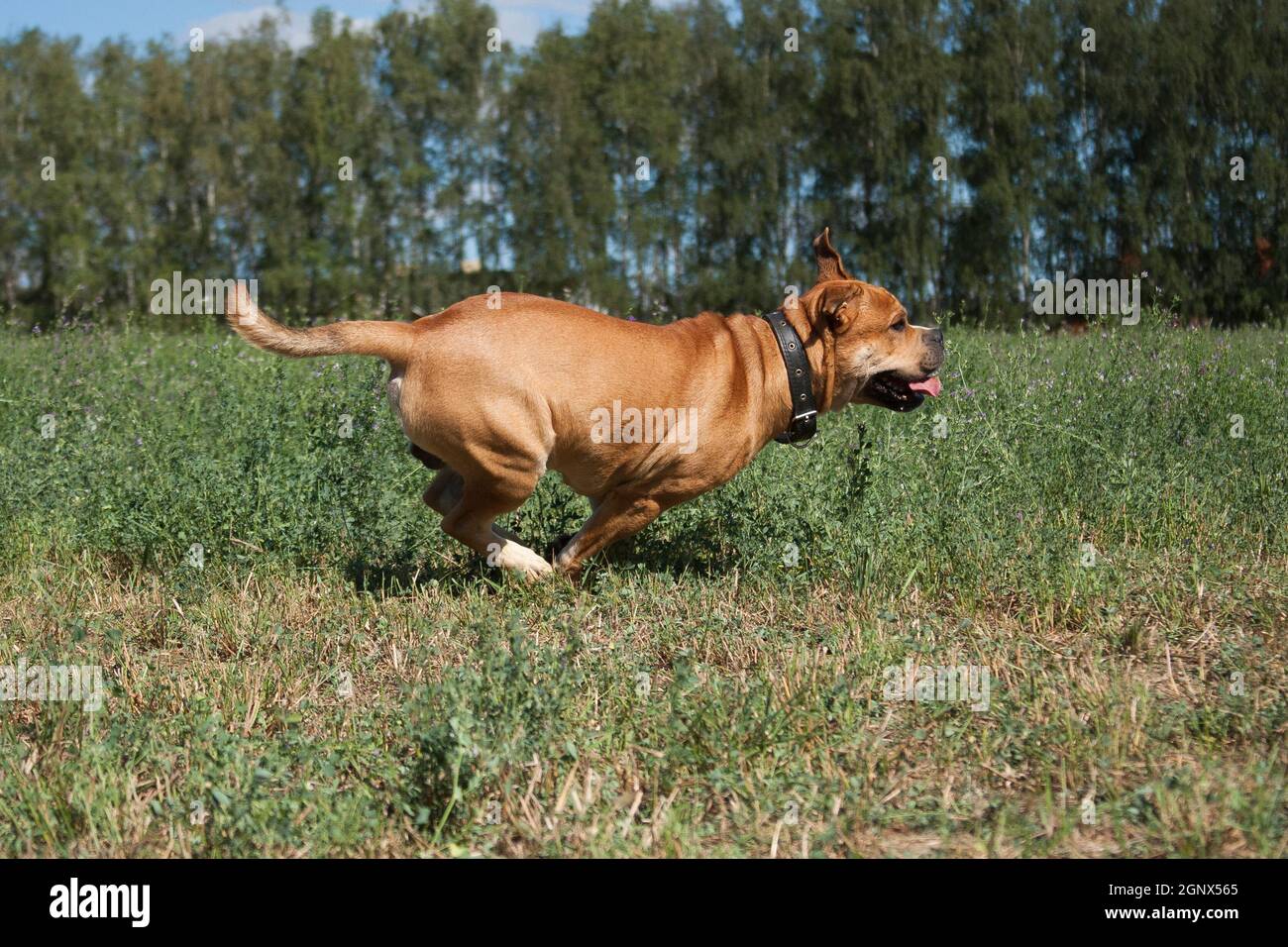 Cadebo dog hi-res stock photography and images - Alamy