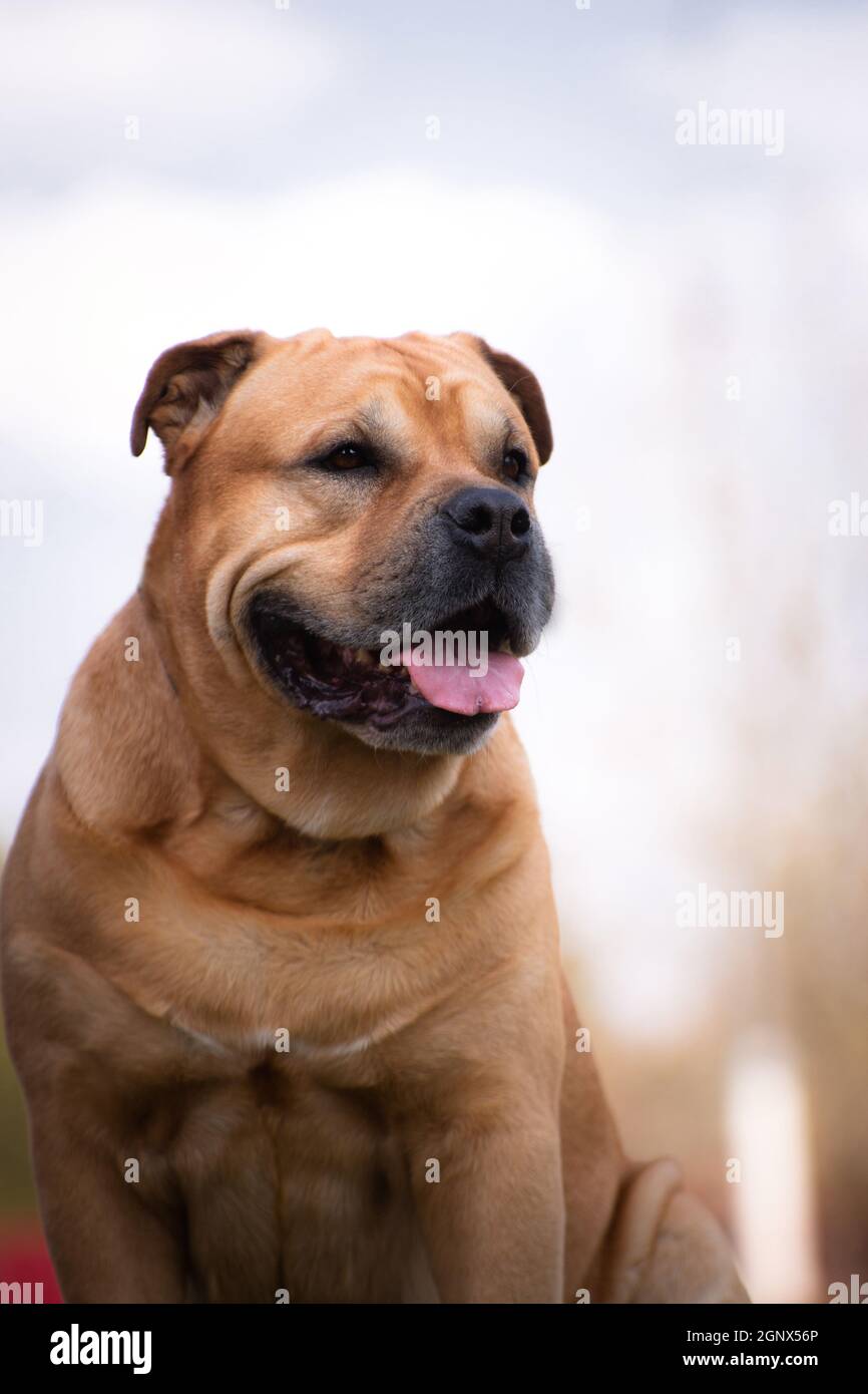Cadebo dog hi-res stock photography and images - Alamy