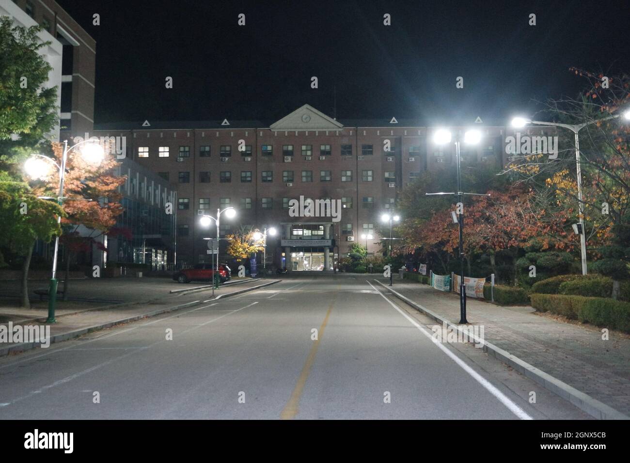 Night view of a paved pedestrian way or walk way with trees on sides ...