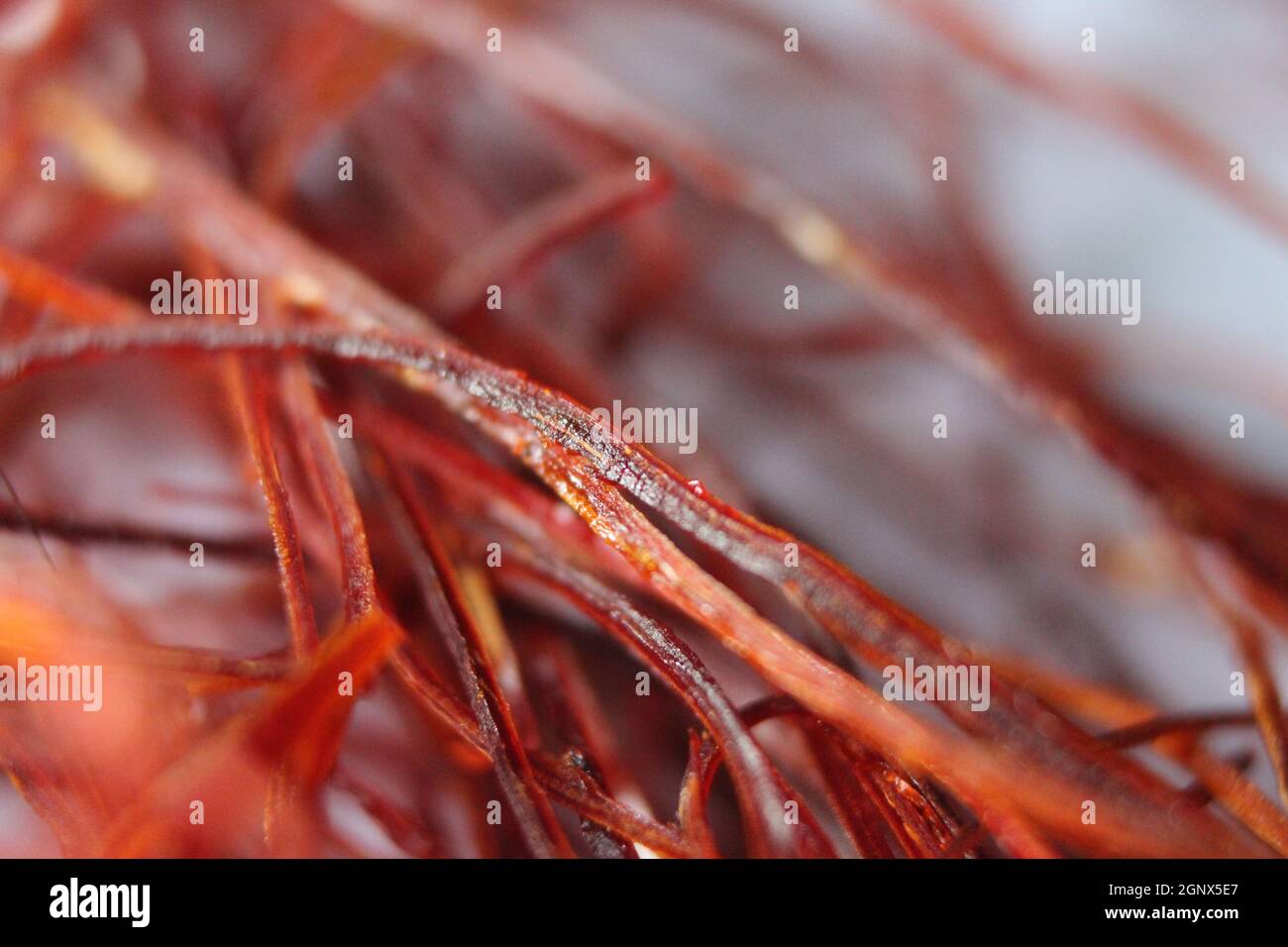 Macro photograph view of saffron with selective focus. Crocus sativus ...