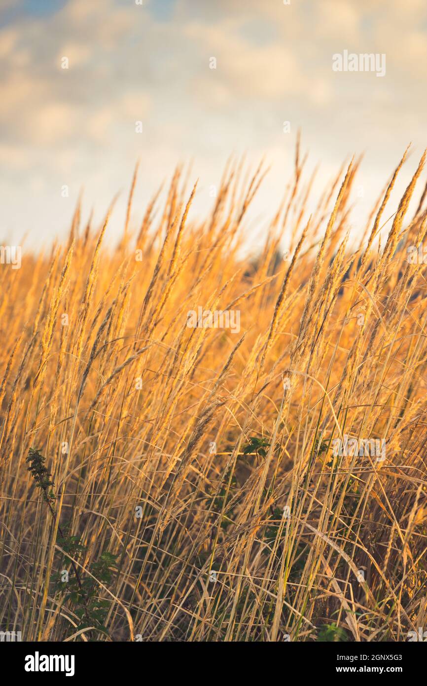Vertical shot field corn hi-res stock photography and images - Alamy