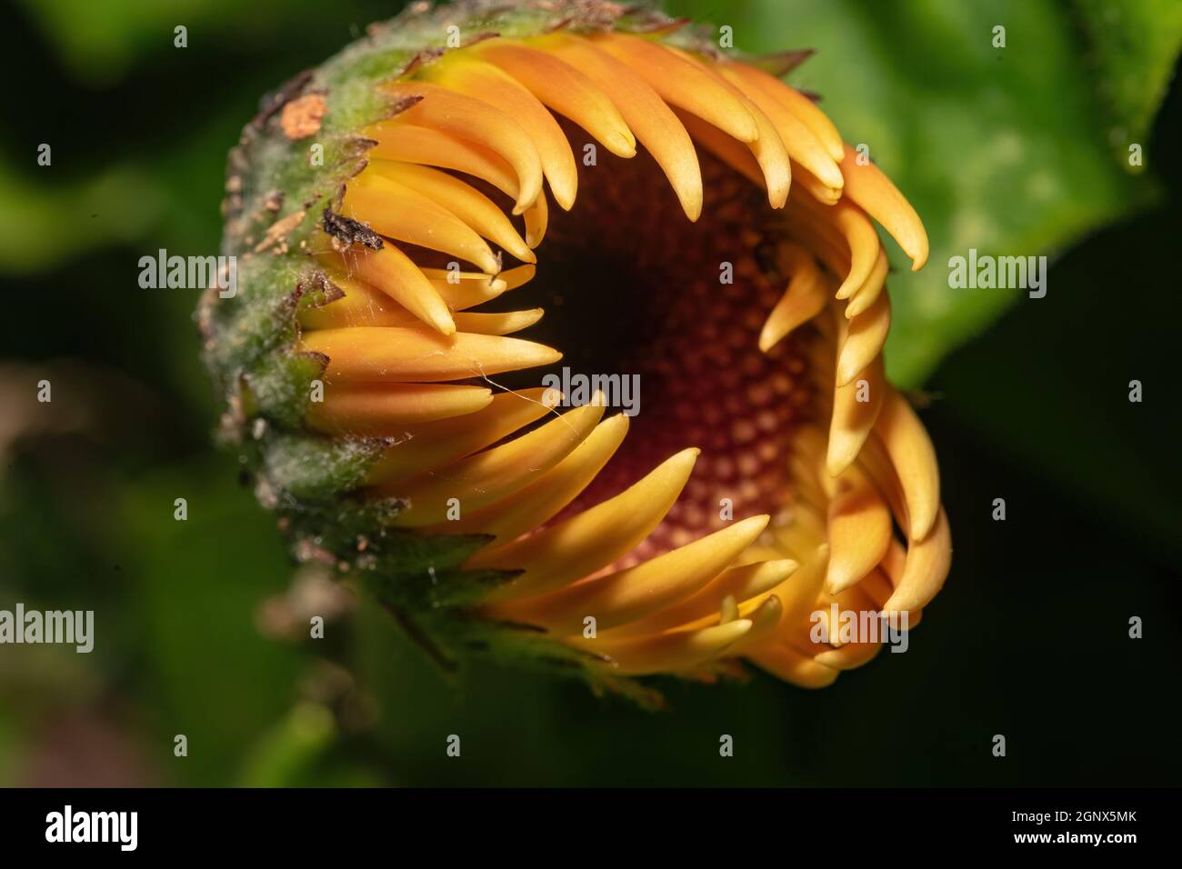 Macro shot of the beginning of the blossom process of the sunflower ...