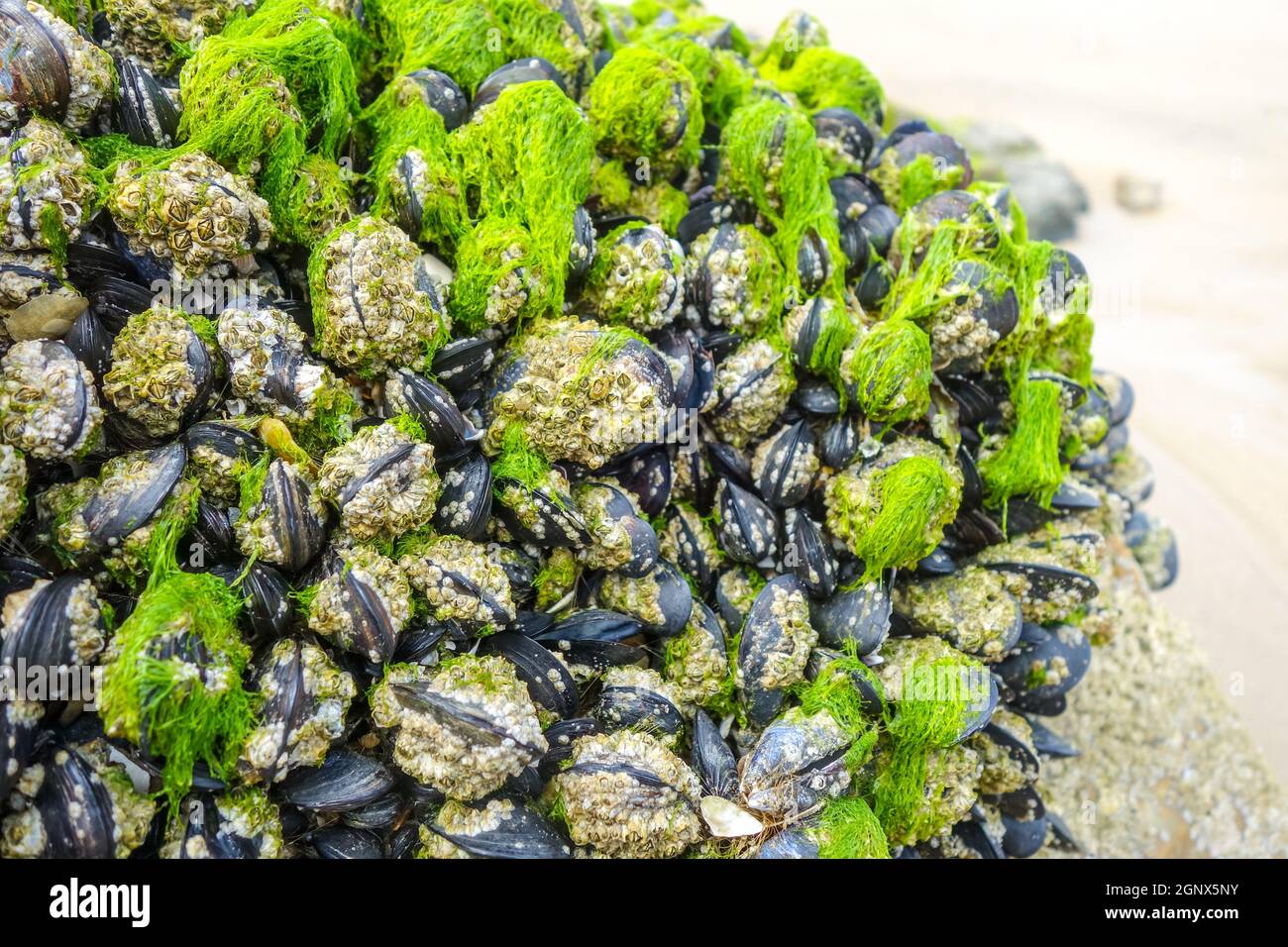 Mussels hanging on a rock. Background wallpaper Stock Photo - Alamy