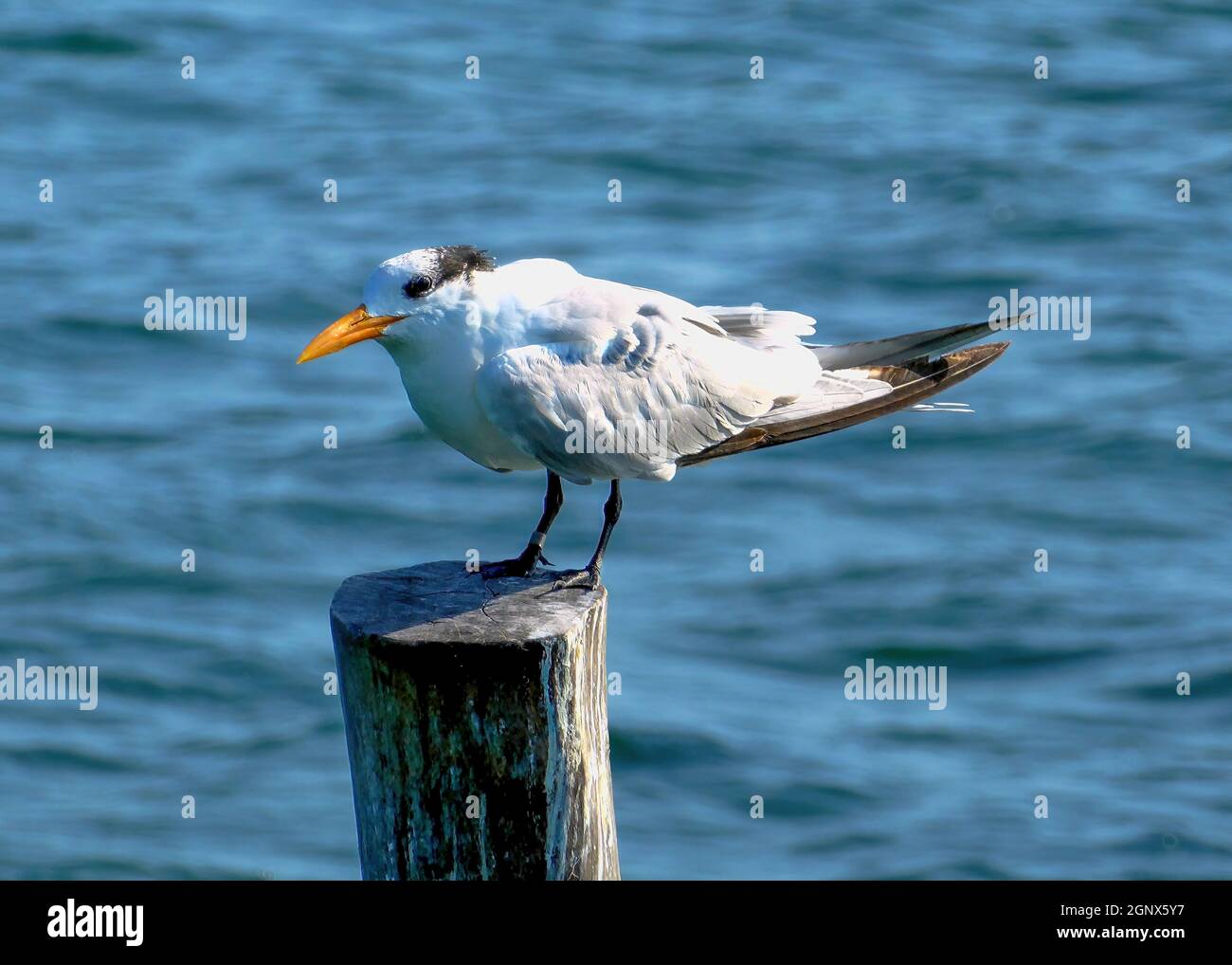 Closeup shot of a beautiful view for one of aqua birds standing on a ...