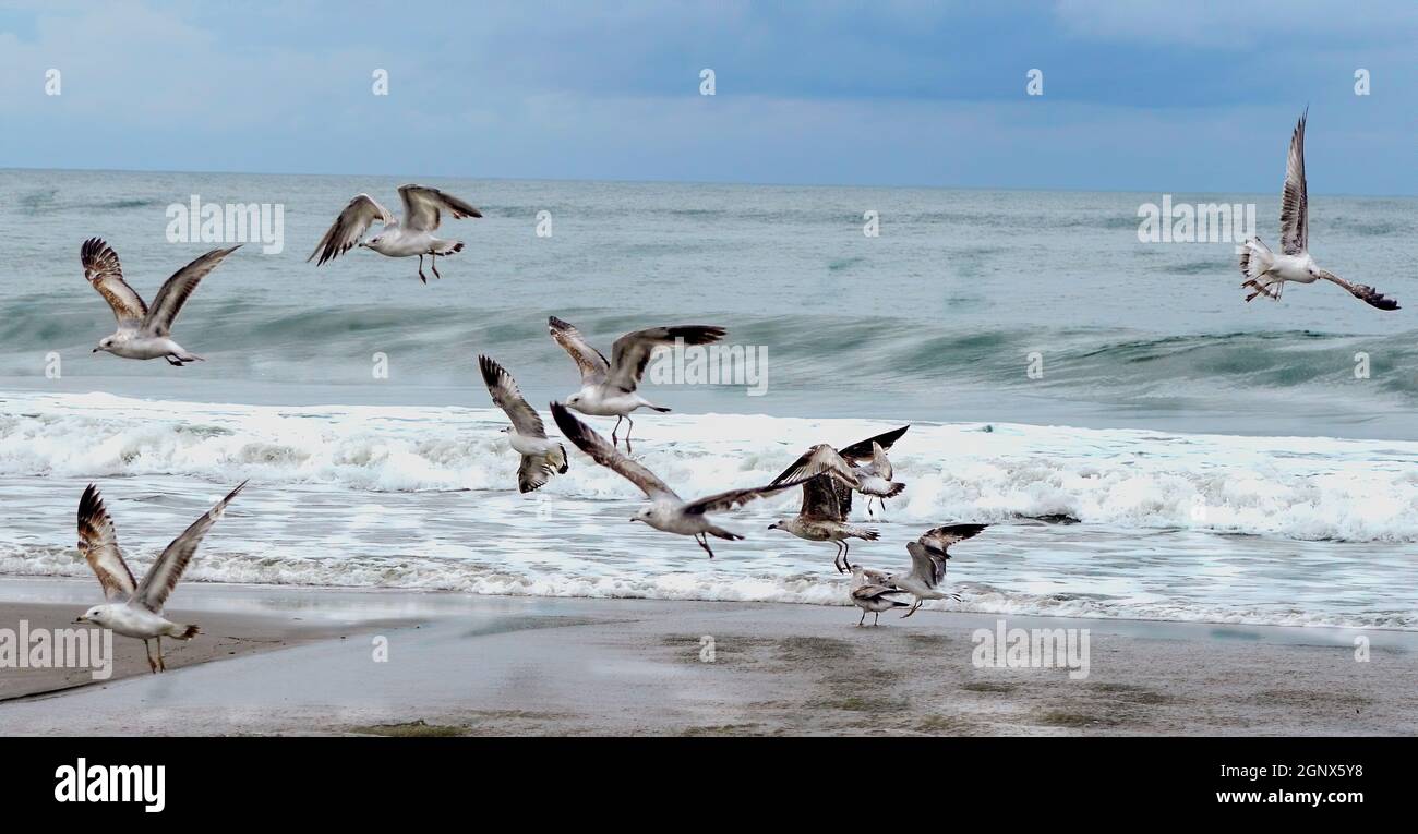Horizontal shot of a beautiful view for a lot of aqua birds flying on ...