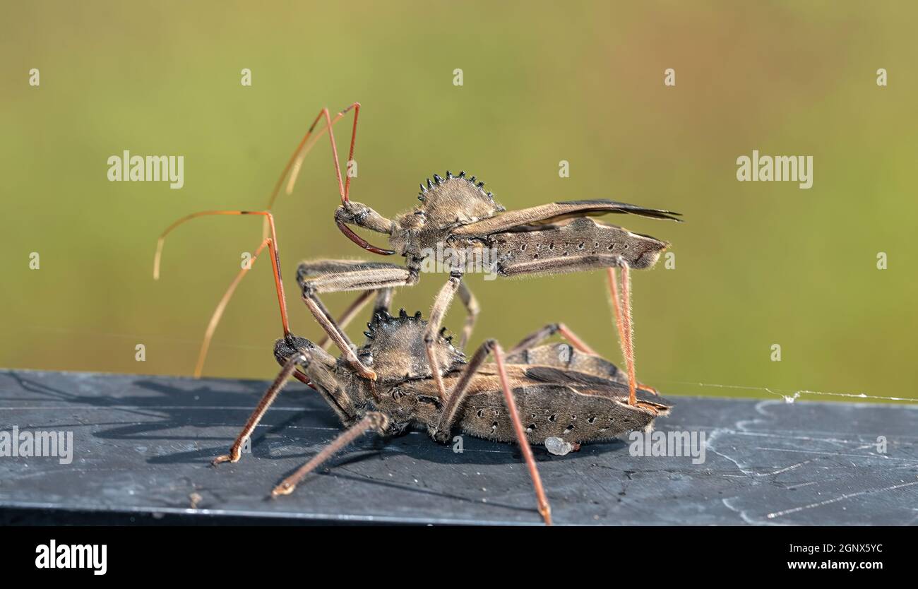 Macro shot of two of Wheel and assassin bugs on each other with a ...