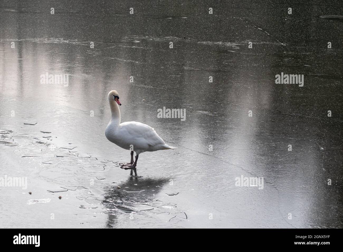 Close up shot on a beautiful white duck posing on a wet ground from ...