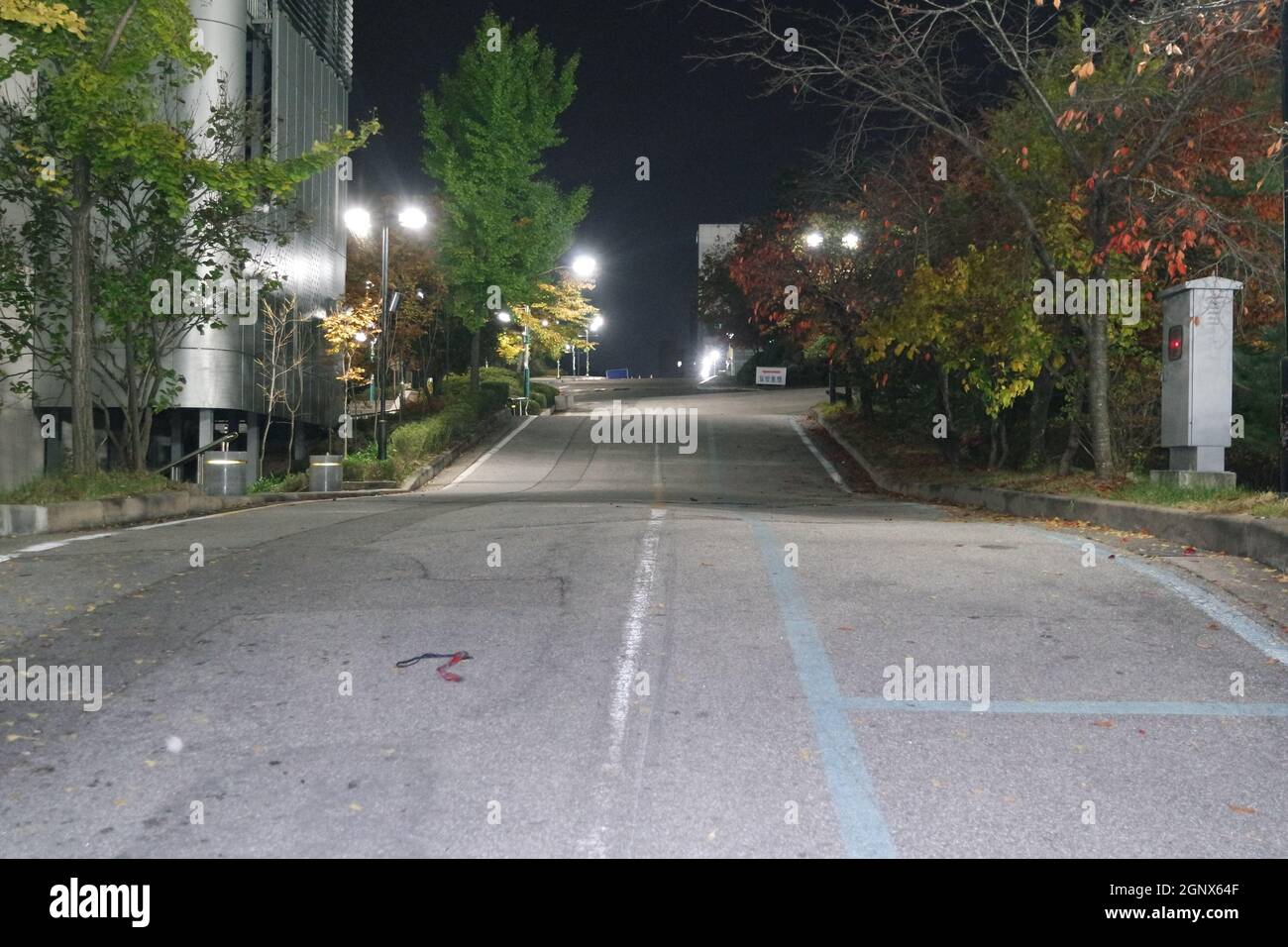 Night view of a paved pedestrian way or walk way with trees on sides ...