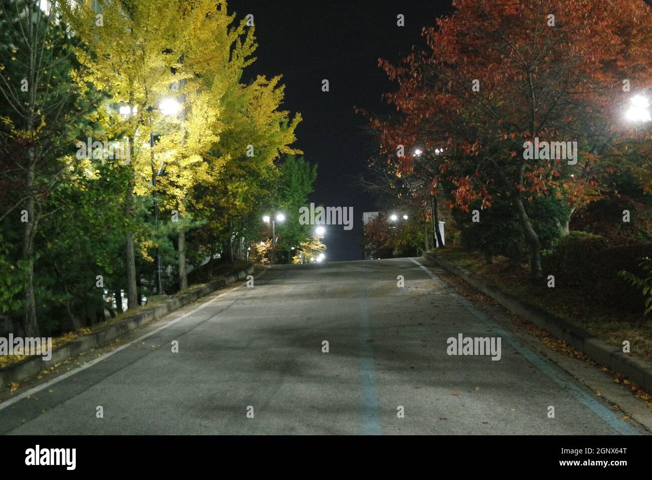 Night view of a paved pedestrian way or walk way with trees on sides ...