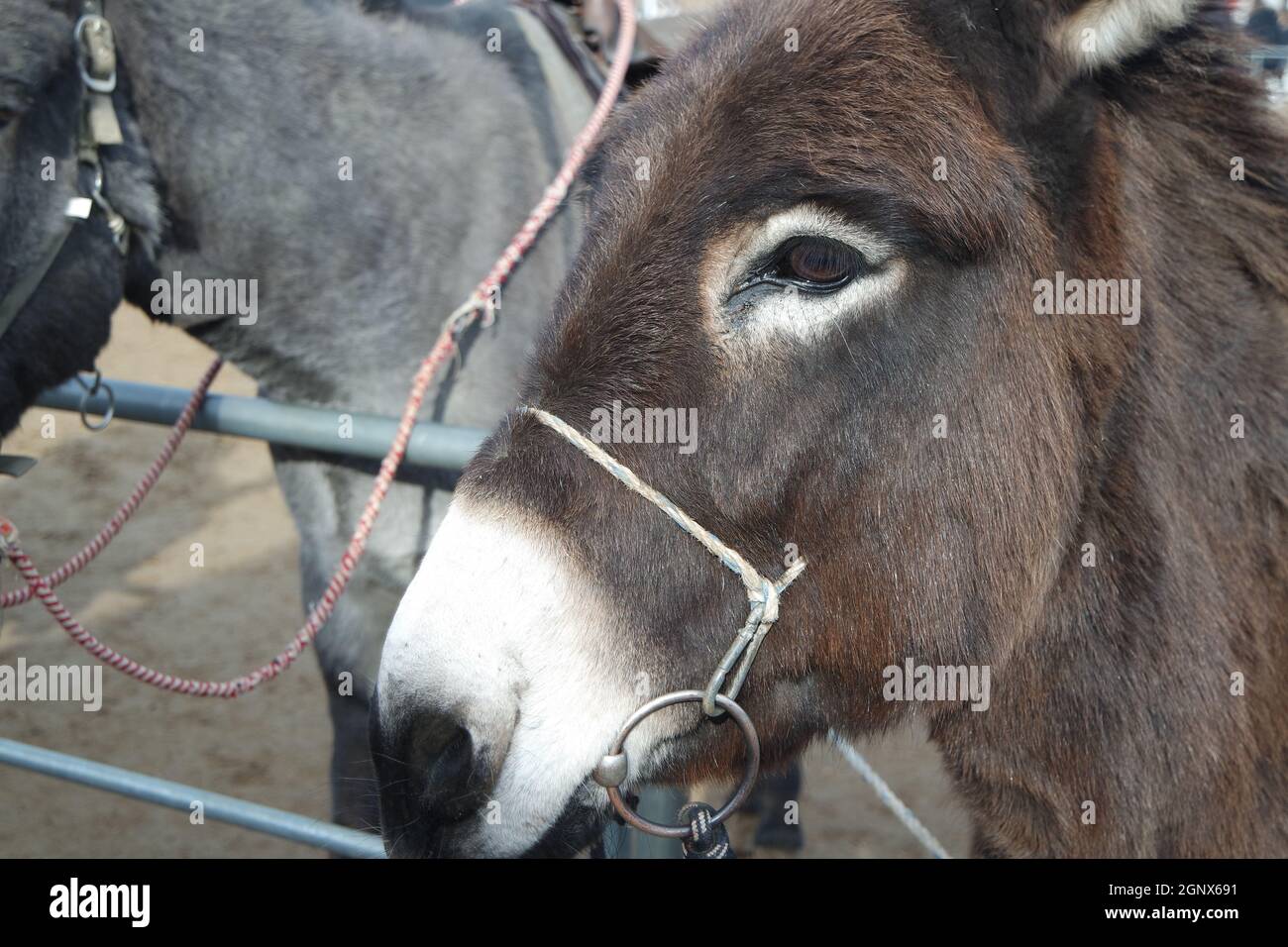 Brown donkey face with big eyes and large ears looking at camera ...