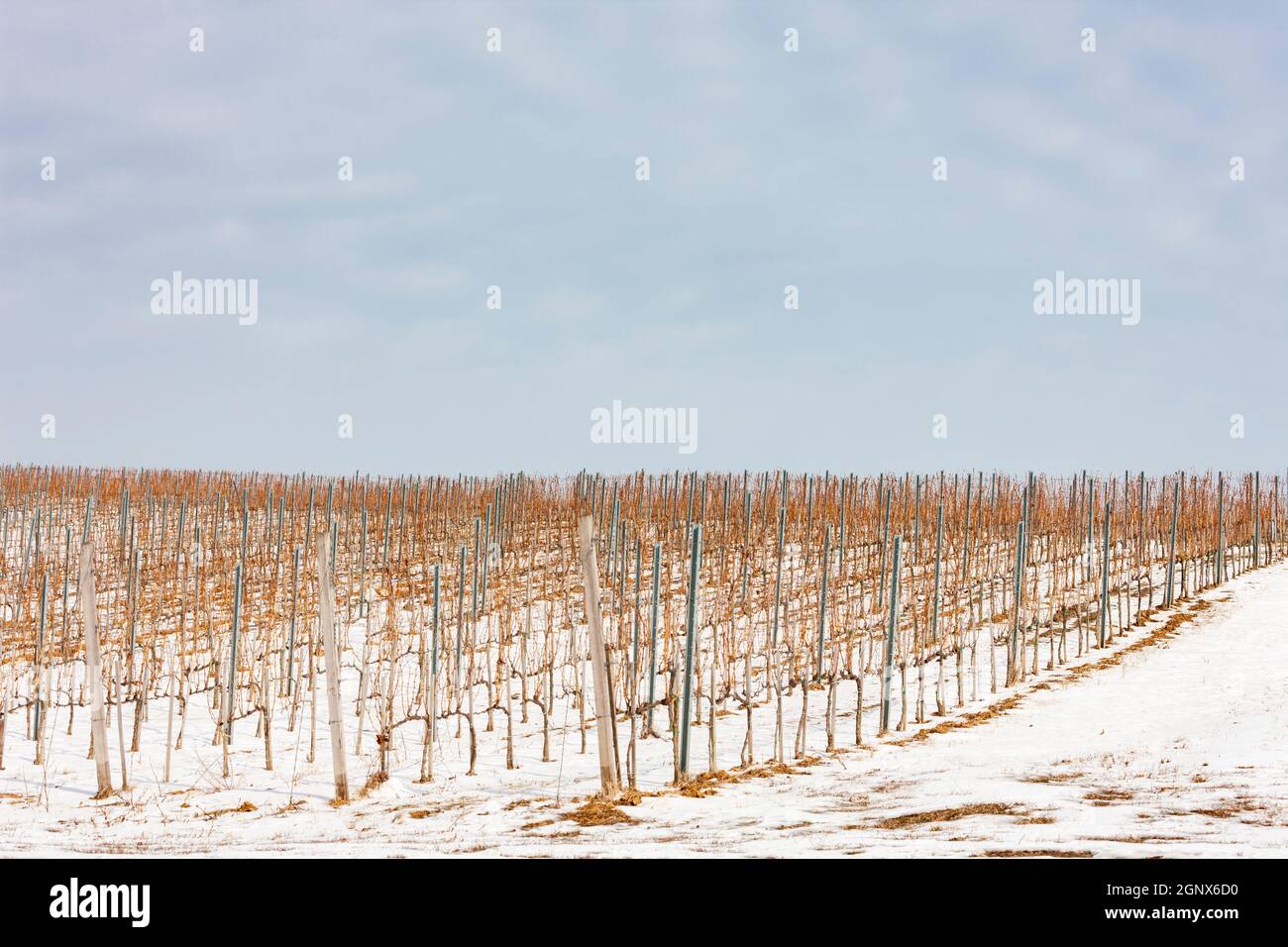 Wineyards near Vinicky, Tokaj region, Slovakia Stock Photo - Alamy