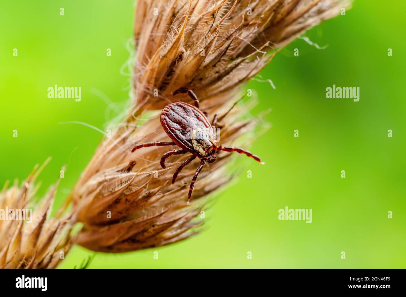 Encephalitis Tick Insect Crawling on Grass. Encephalitis Virus or Lyme ...