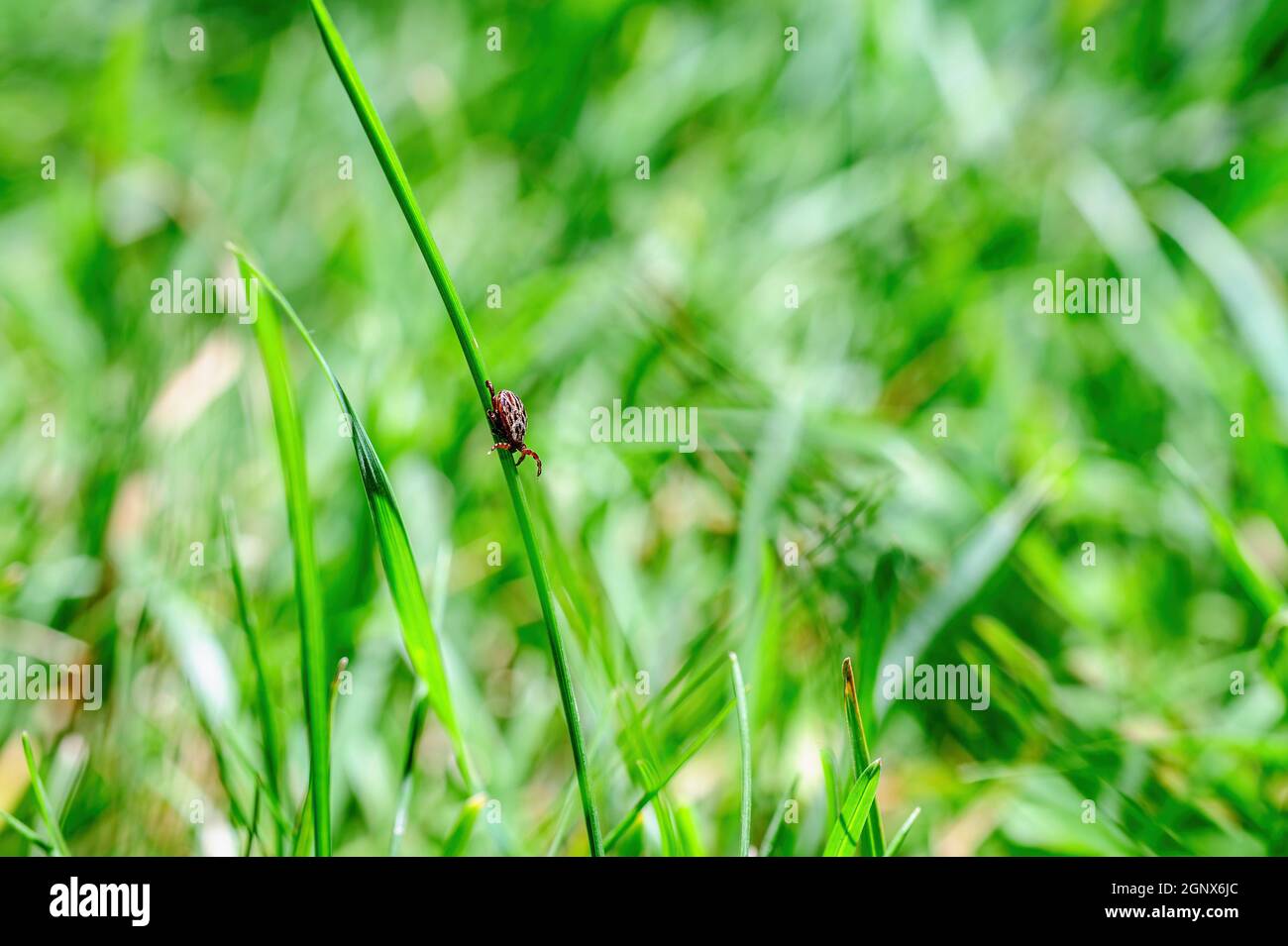 Tick Crawling on Green Grass. Encephalitis Virus or Lyme Borreliosis ...