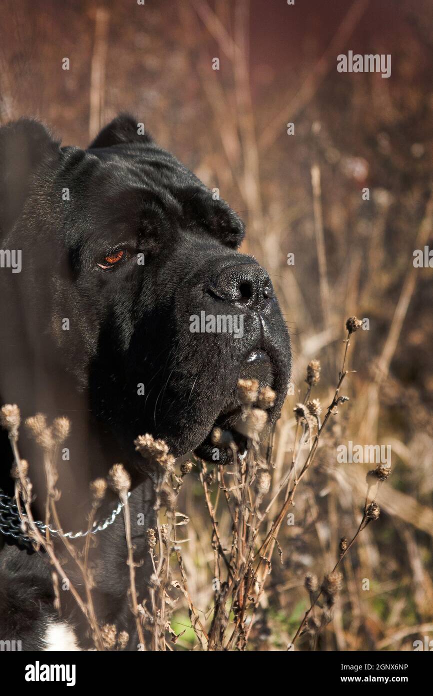Kane-korso is a breed of dogs, one of the oldest representatives of the ...