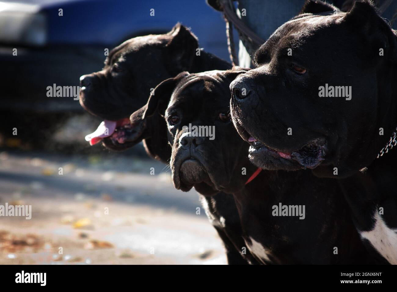 Kane-korso is a breed of dogs, one of the oldest representatives of the ...