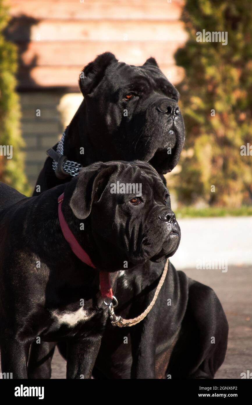 Kane-korso is a breed of dogs, one of the oldest representatives of the ...