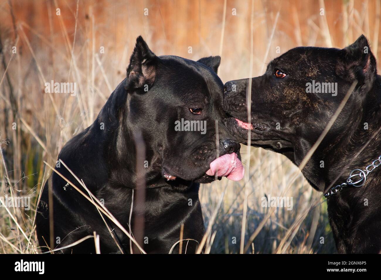 Kane-korso is a breed of dogs, one of the oldest representatives of the ...