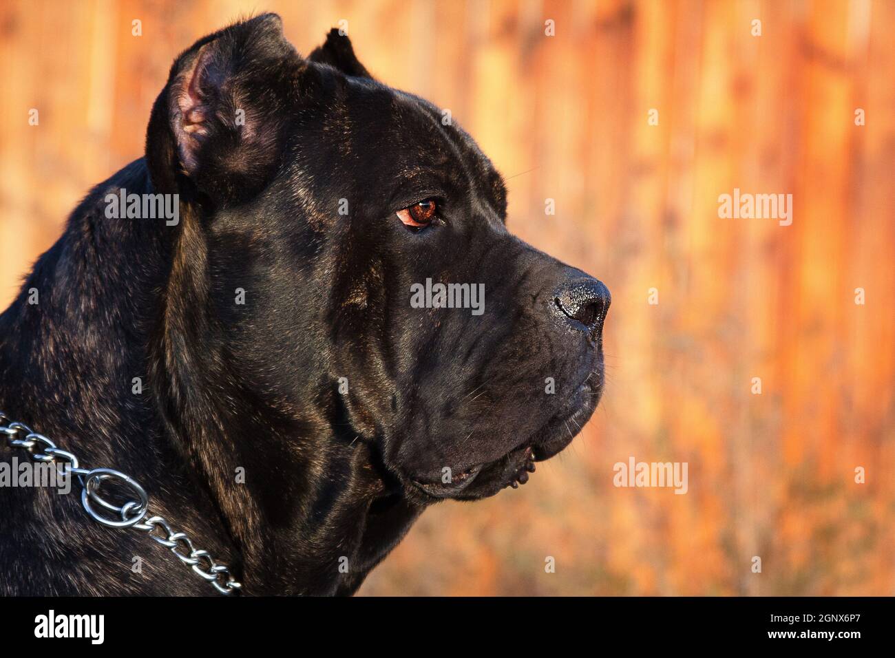 Kane-korso is a breed of dogs, one of the oldest representatives of the ...