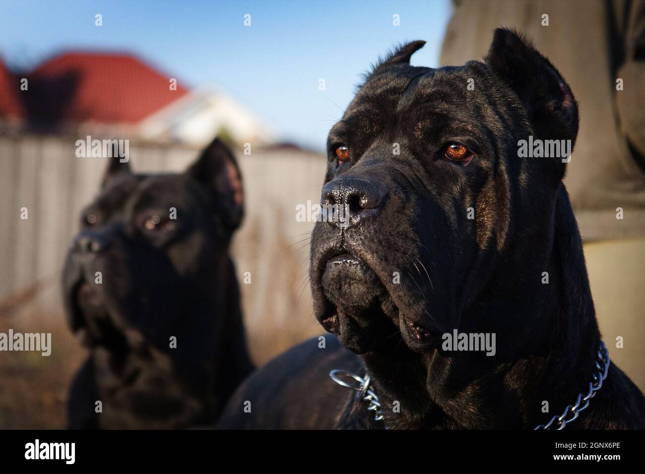 Kane-korso is a breed of dogs, one of the oldest representatives of the ...