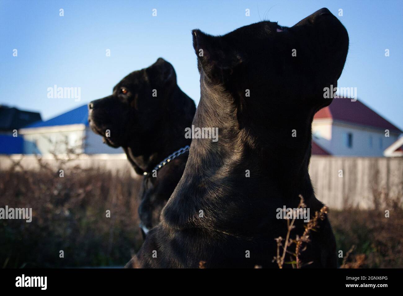 Kane-korso is a breed of dogs, one of the oldest representatives of the ...