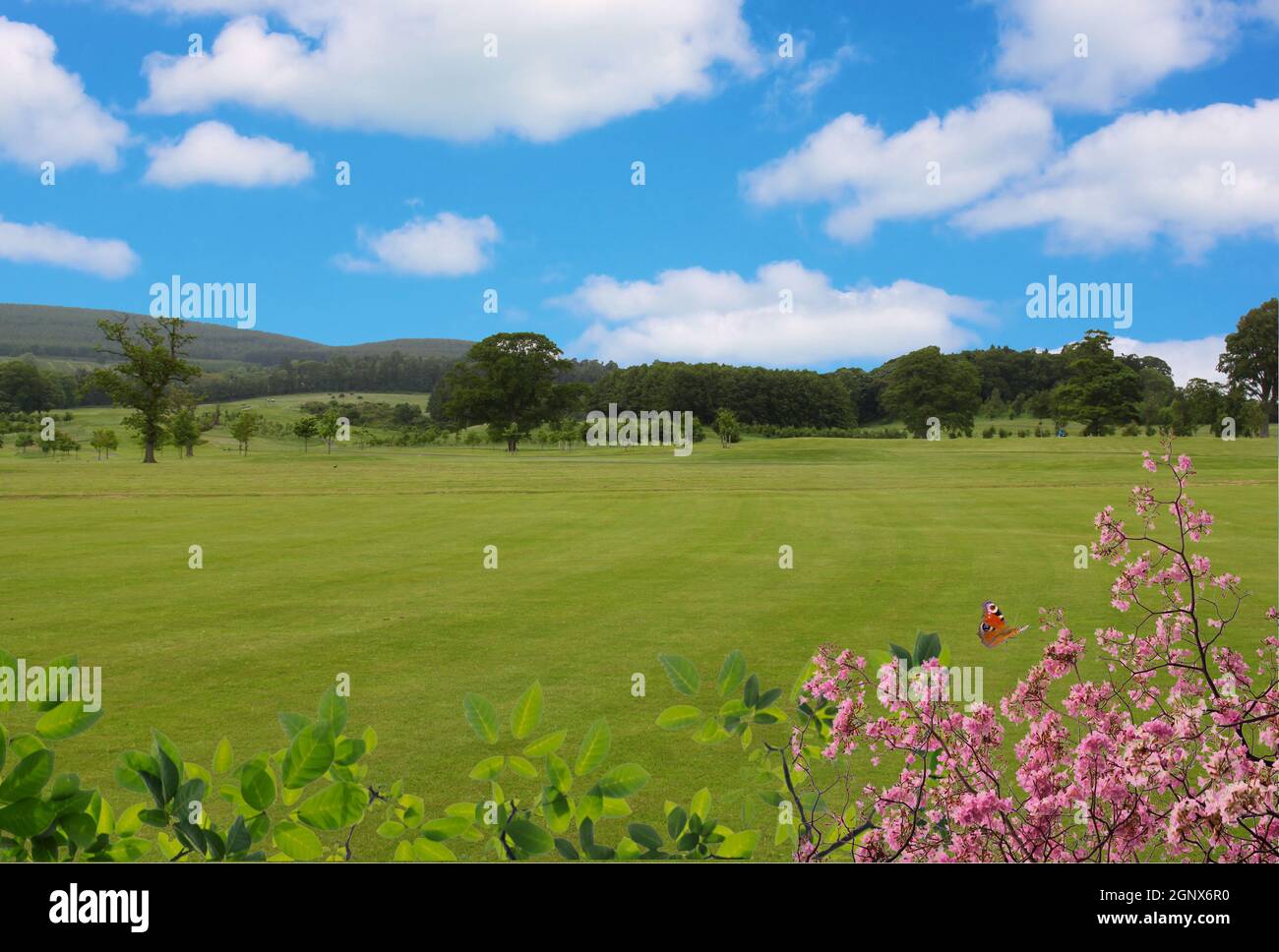 hilly landscape in spring with flowers and insects Stock Photo - Alamy