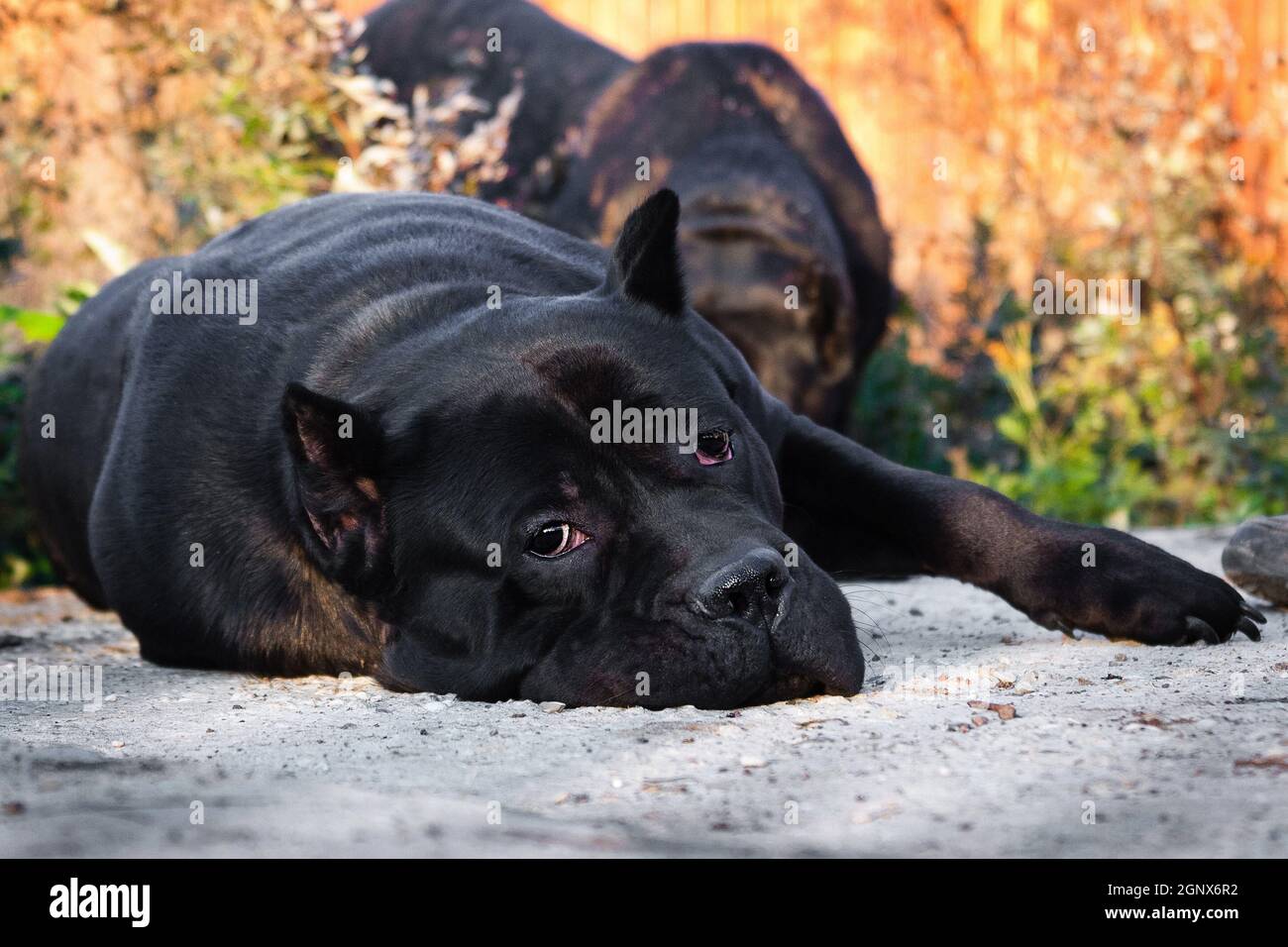 Kane-korso is a breed of dogs, one of the oldest representatives of the ...