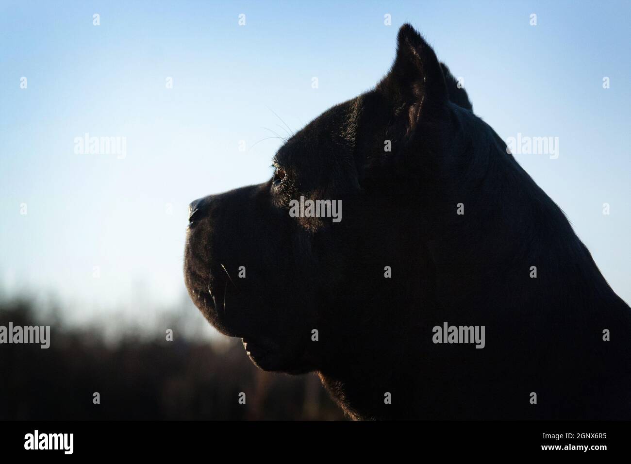 Kane-korso is a breed of dogs, one of the oldest representatives of the ...