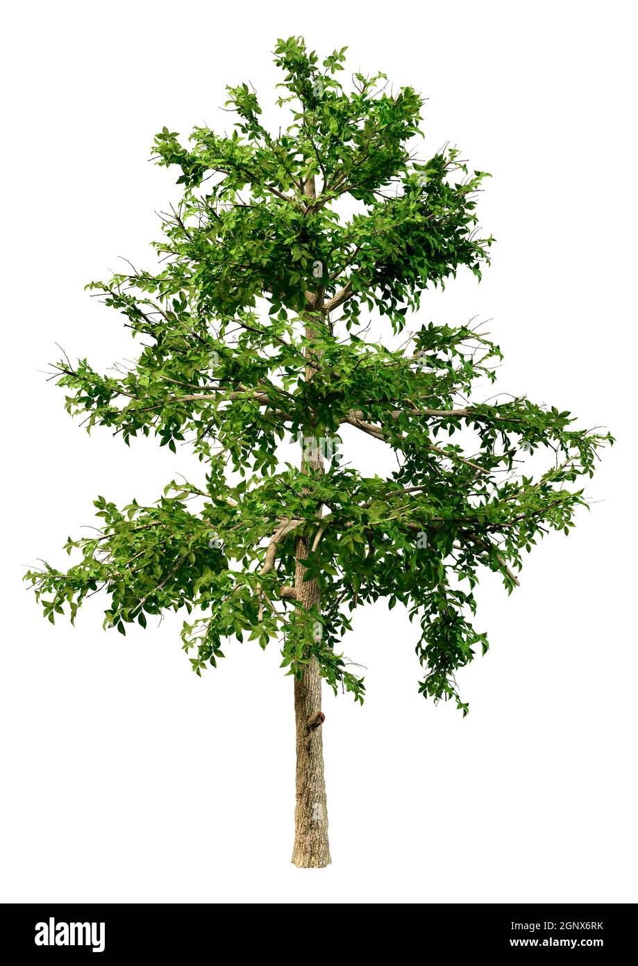 3D rendering of a green black gum tree isolated on white background ...