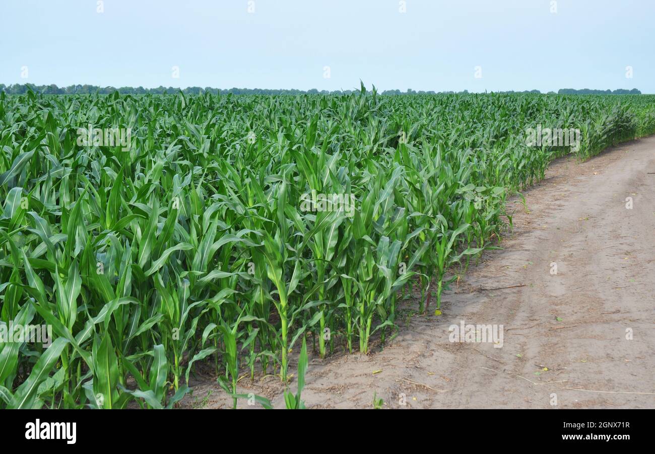 Corn field near country road. Cornfield Stock Photo - Alamy