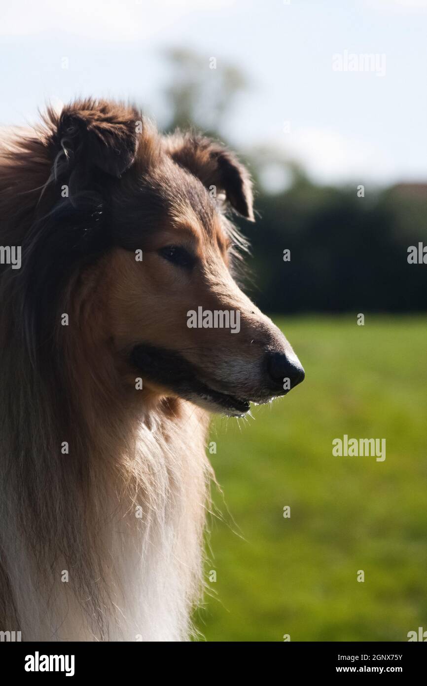 Collie is a proportional dog of medium height, fairly light in build ...