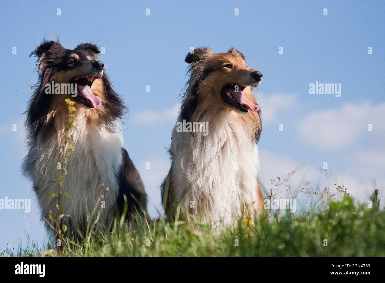 Furry protector hi-res stock photography and images - Alamy