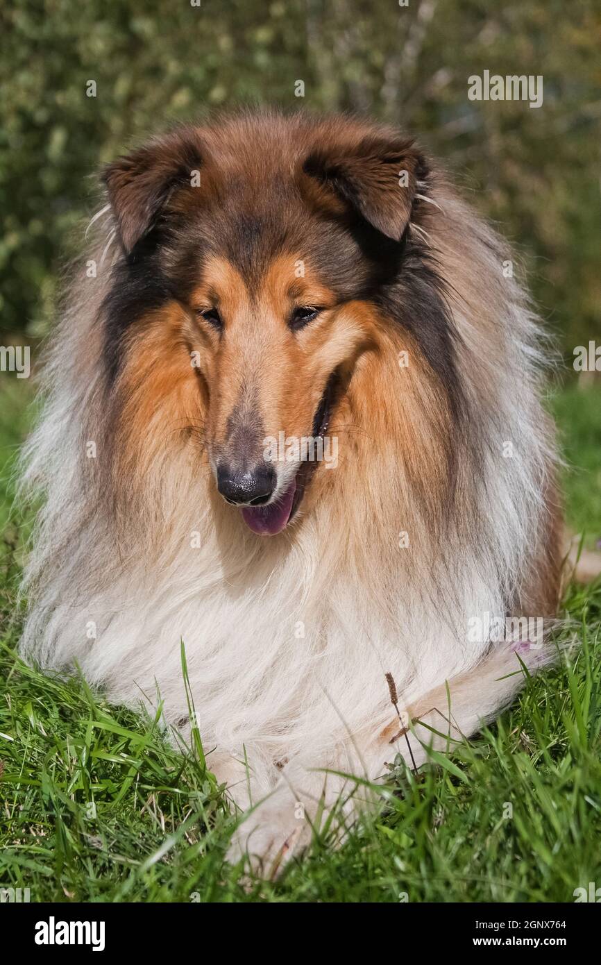 Medium cases hi-res stock photography and images - Alamy