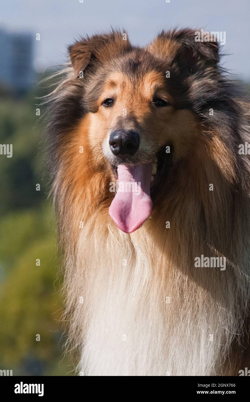 Collie is a proportional dog of medium height, fairly light in build ...