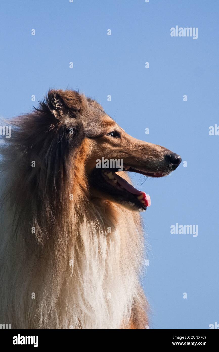 Collie is a proportional dog of medium height, fairly light in build ...