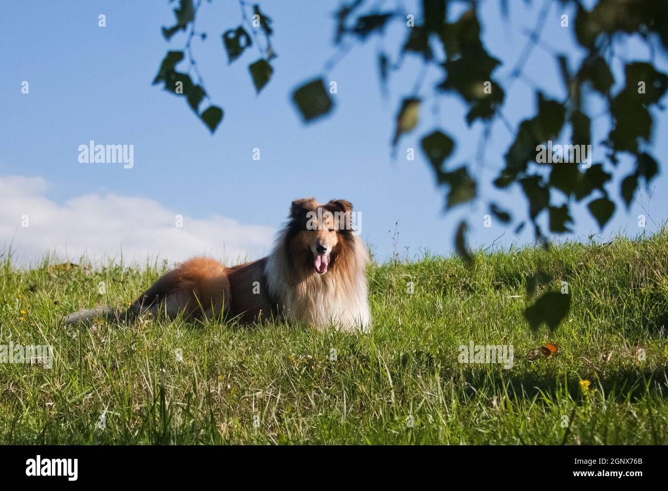 Collie is a proportional dog of medium height, fairly light in build ...